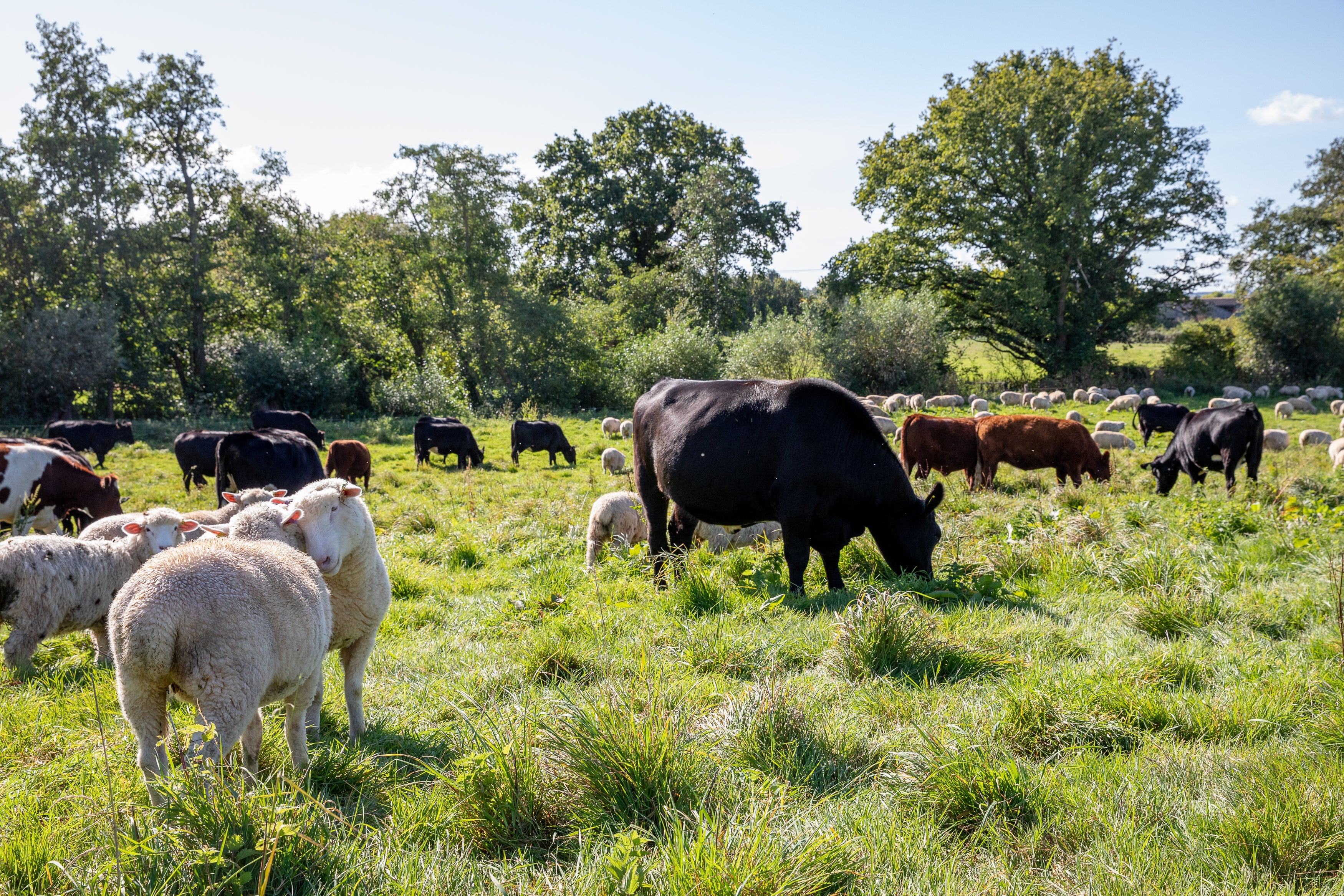 Regenuary at Farm2Fork | Regenerative Farming, Nose to Tail Eating