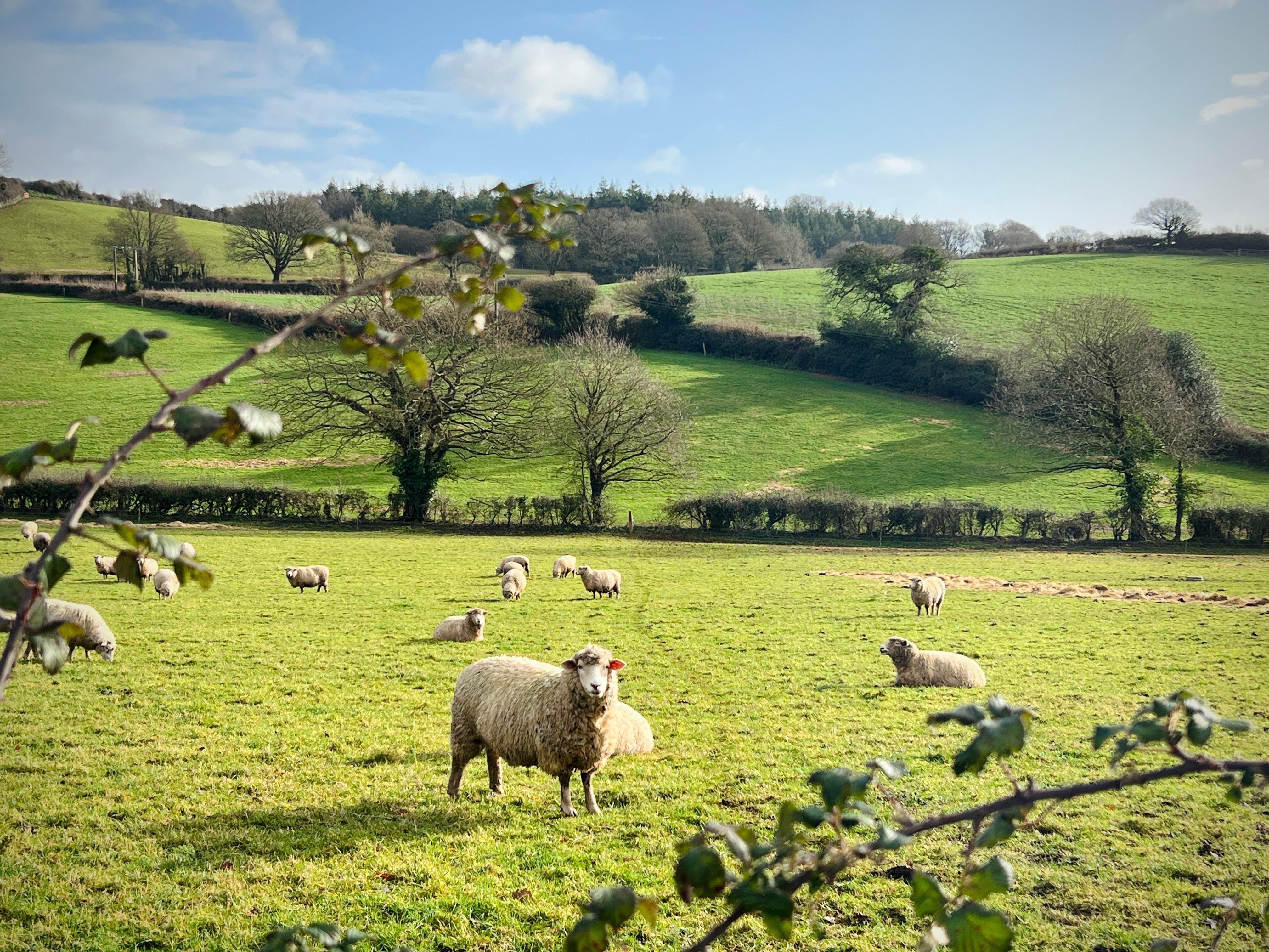 Humane Slaughter in Devon | High Welfare Meat at Farm2Fork