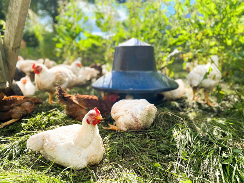 Nurturing Nature: Organic Pasture-Raised Chicken Farming at Farm2Fork