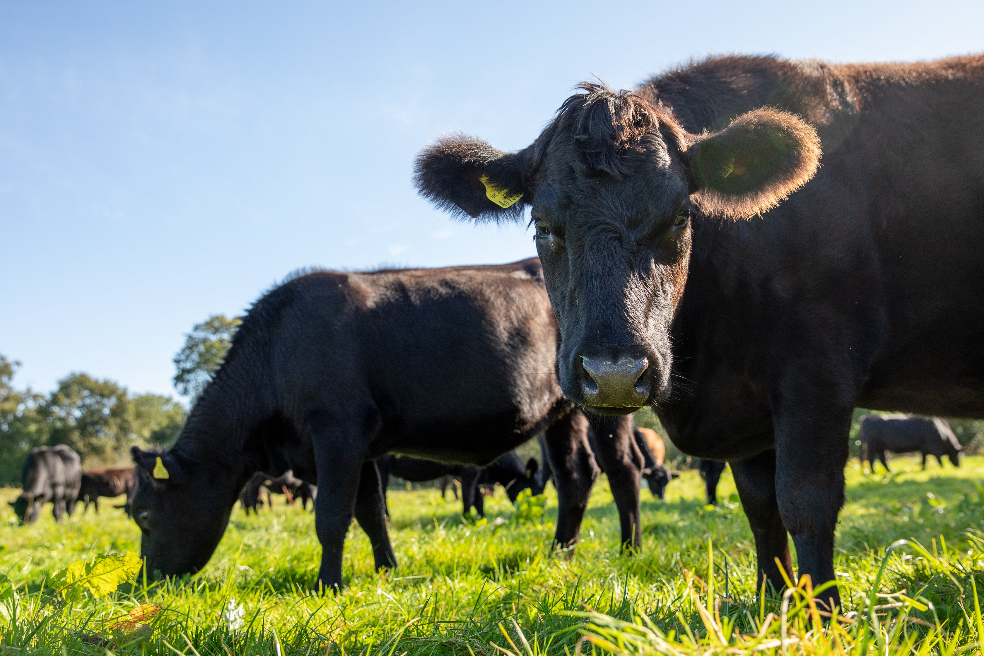 Farm2Fork | Organic Grass-Fed & Pasture-Raised Meat from Devon