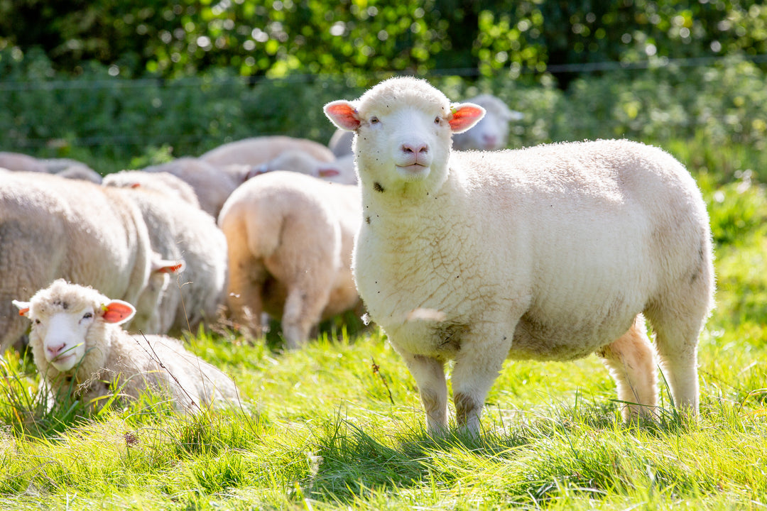 Farm2Fork | Organic Grass-Fed & Pasture-Raised Meat from Devon